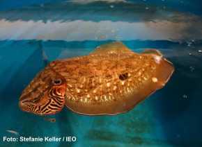 La sepia se adapta a los cambios ambientales mejor de lo que se pensaba ...