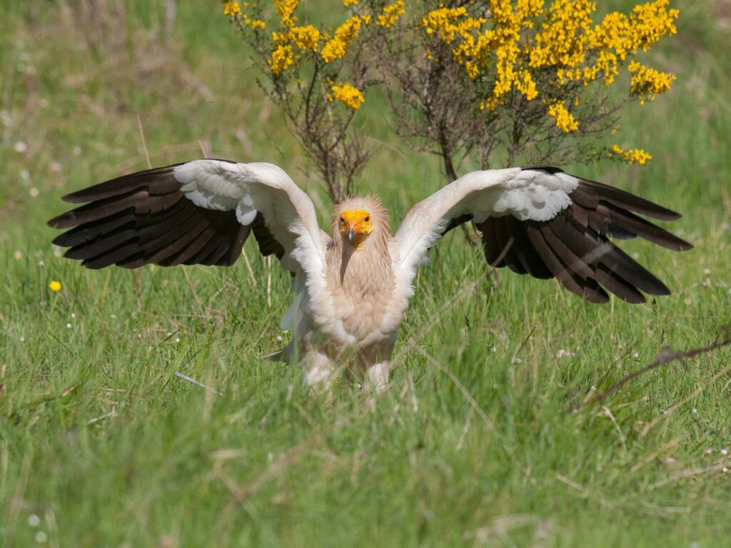 El guirre canario reduce su peso cuando aumenta la cabaña ganadera ...