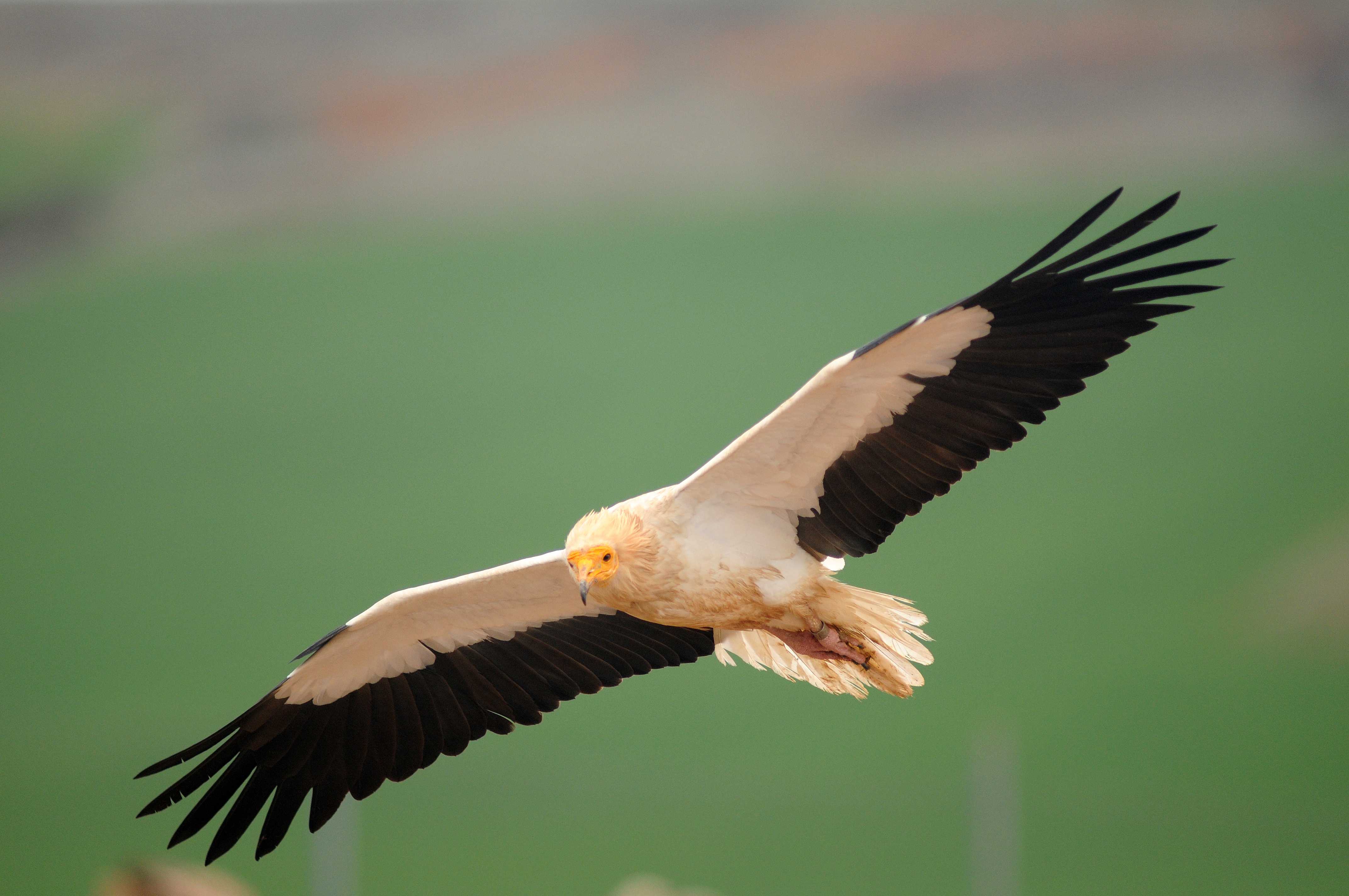 El guirre canario reduce su peso cuando aumenta la cabaña ganadera ...