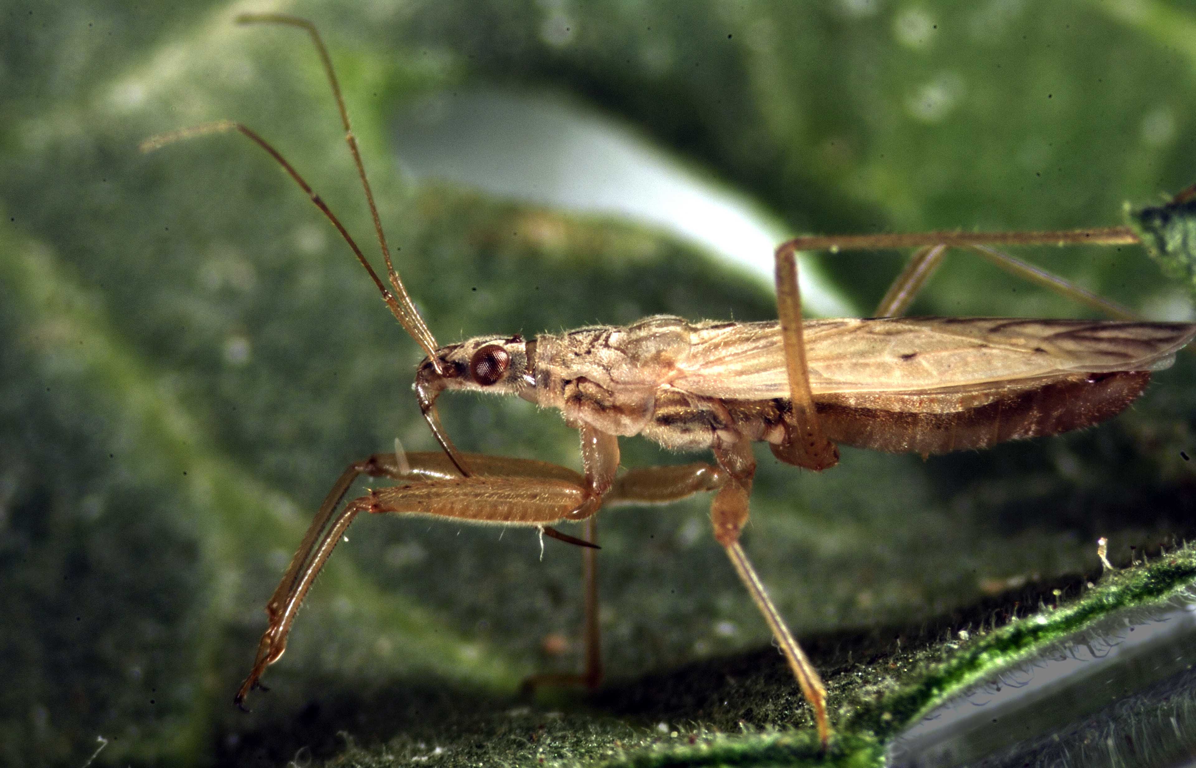 Insectos caníbales en la lucha biológica de plagas - iDescubre