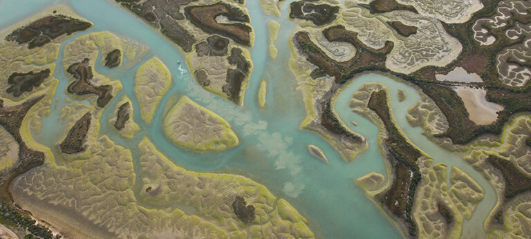 ¿Cómo se forman las marismas costeras? - iDescubre