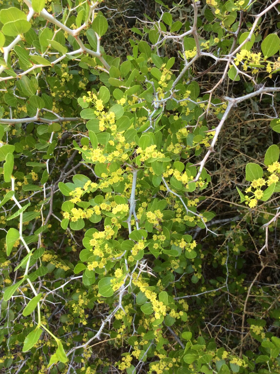 Cinco beneficios del azufaifo, un arbusto que protege la biodiversidad ...