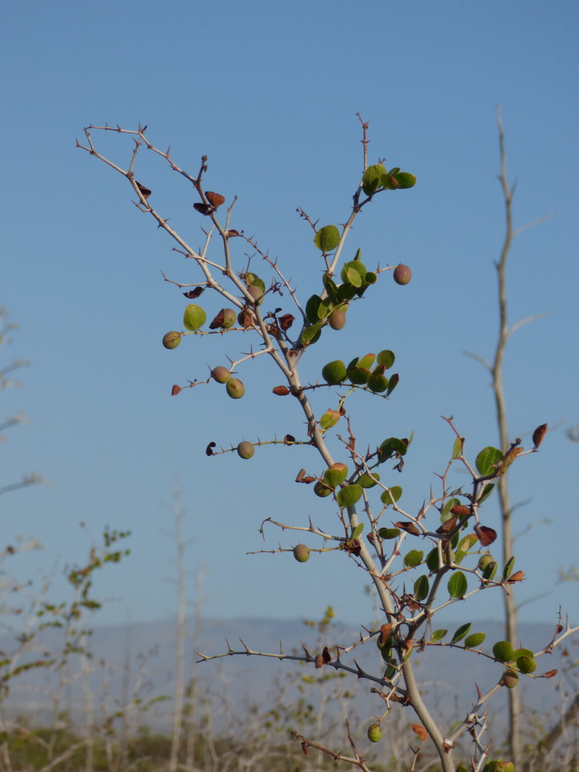 Cinco beneficios del azufaifo, un arbusto que protege la biodiversidad ...