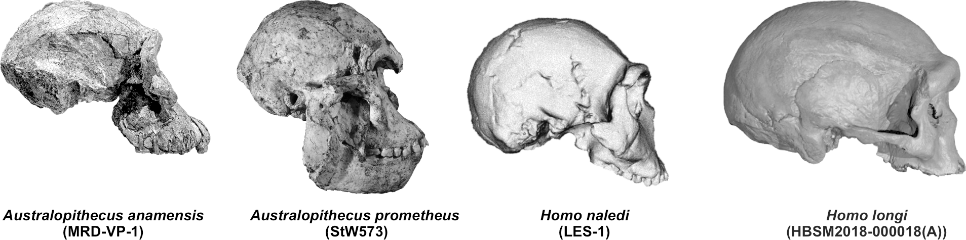 Nuevos datos sobre la evolución del cráneo en el linaje humano - iDescubre